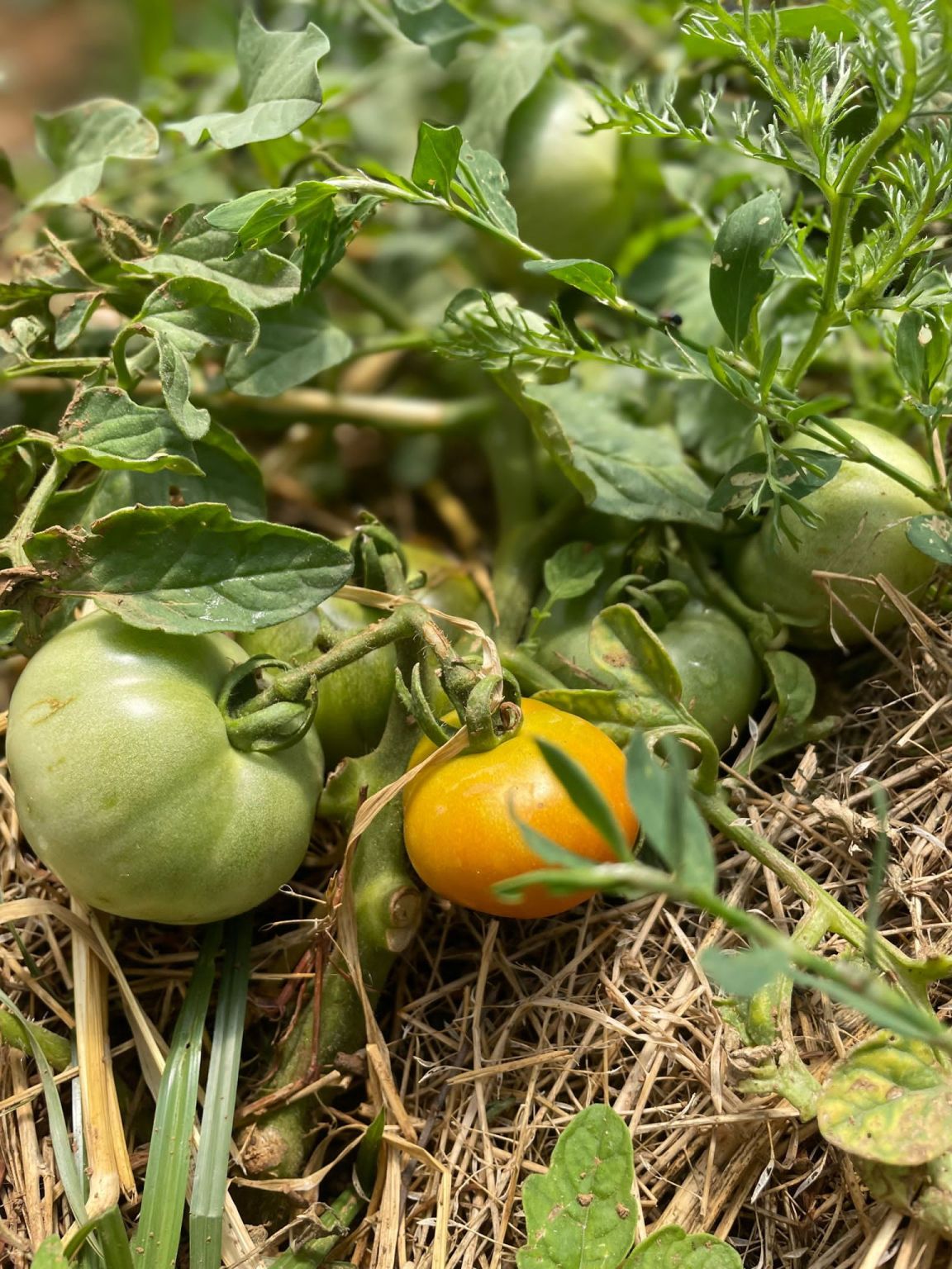 (In)Sovereign Soils: Lebanon’s Entrapment in a Global Monopoly on ...